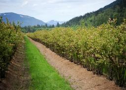 Always Organic. Never Ordinary | Cascadian Farm Organic